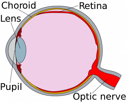 Vitreo-Retinal Interface disorders - PREP Duke Elder
