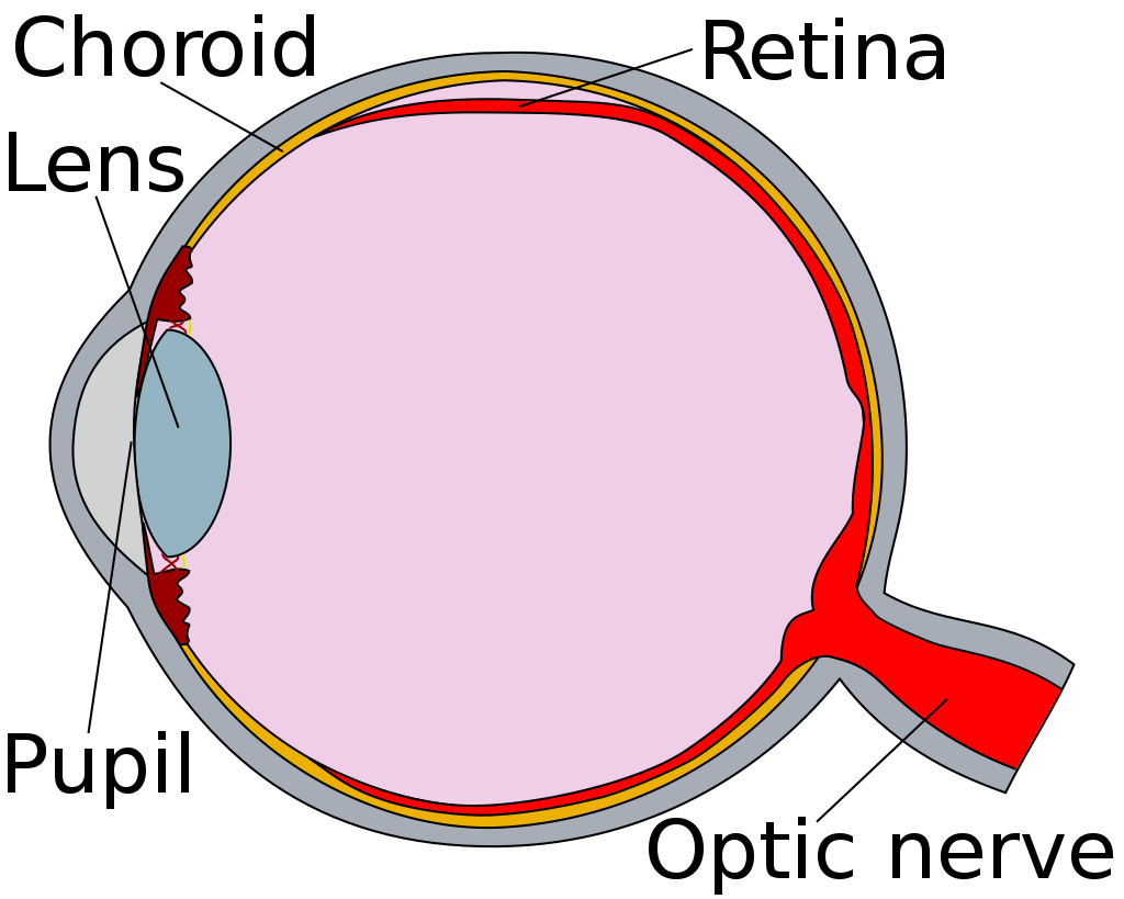 Vitreo-Retinal Interface disorders - PREP Duke Elder