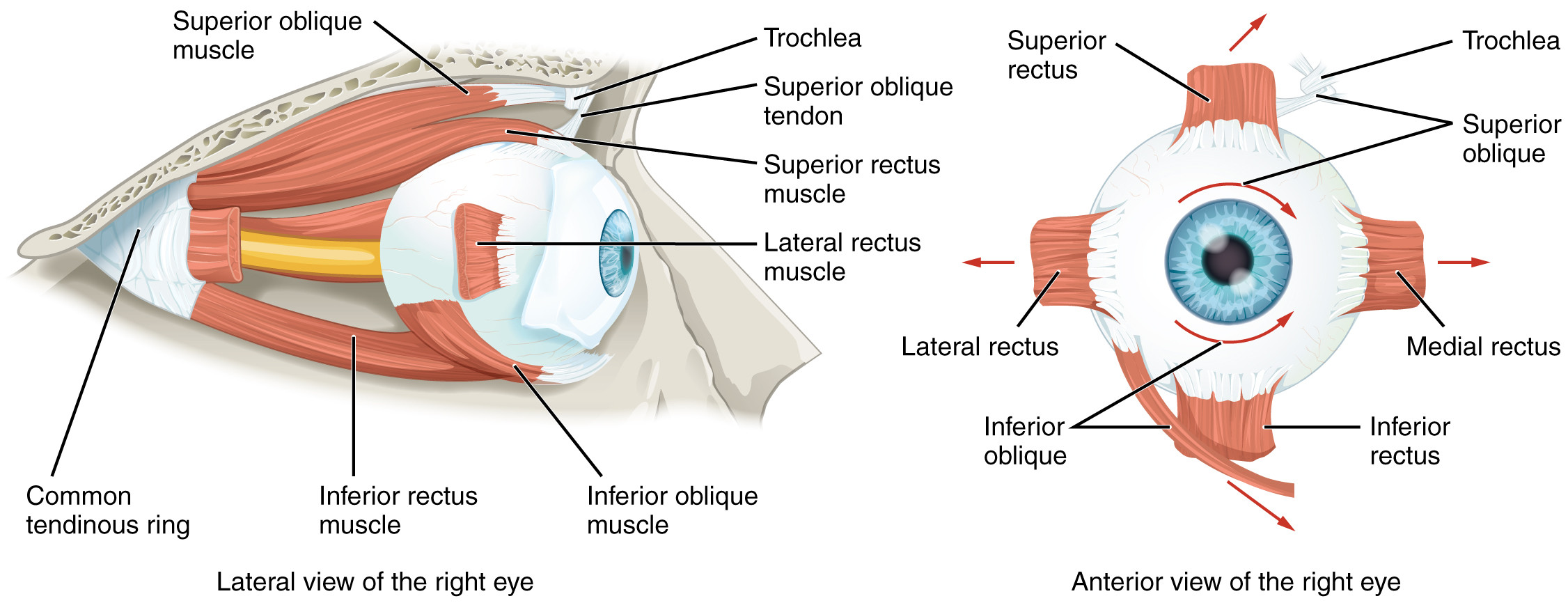 Principles of Neuro-Ophthalmology - PREP Duke Elder