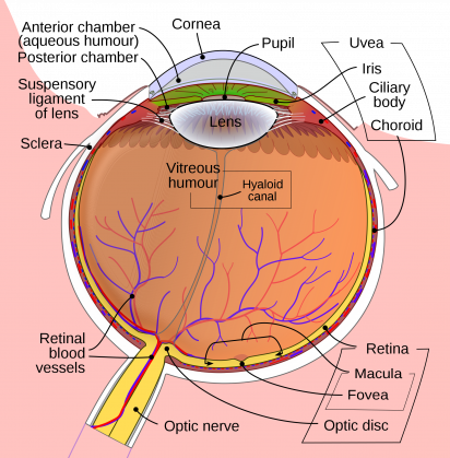 Principles of the Uvea and Sclera - PREP Duke Elder