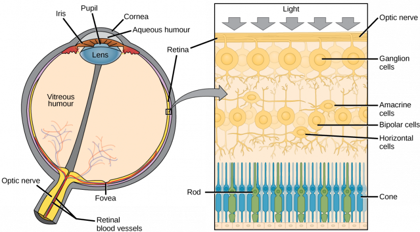 Principles of the Retina and Vitreous - PREP Duke Elder