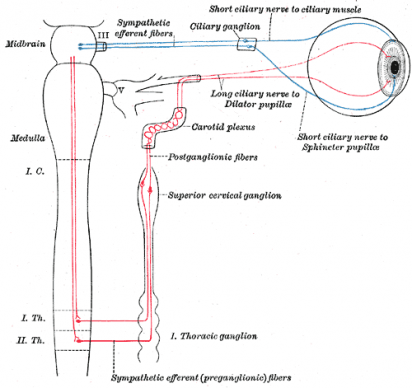 Pupil Abnormalities - PREP Duke Elder
