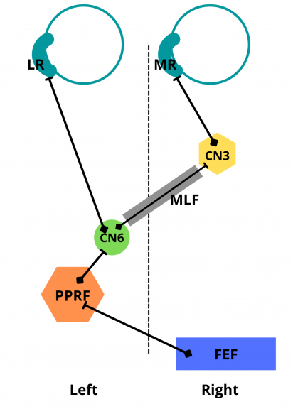 Principles of Neuro-Ophthalmology - PREP Duke Elder