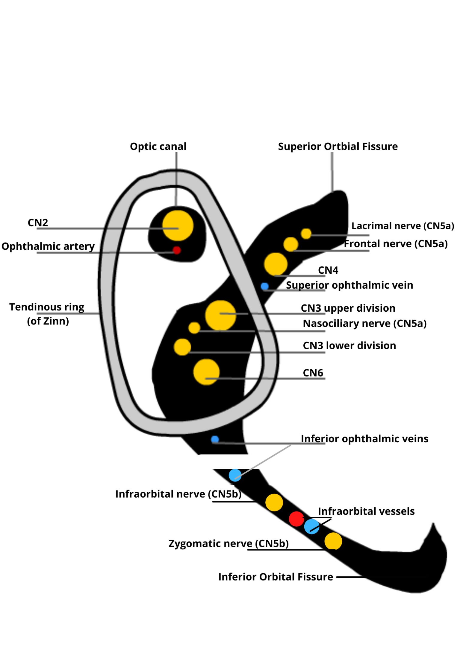 Principles of the Orbit - PREP Duke Elder