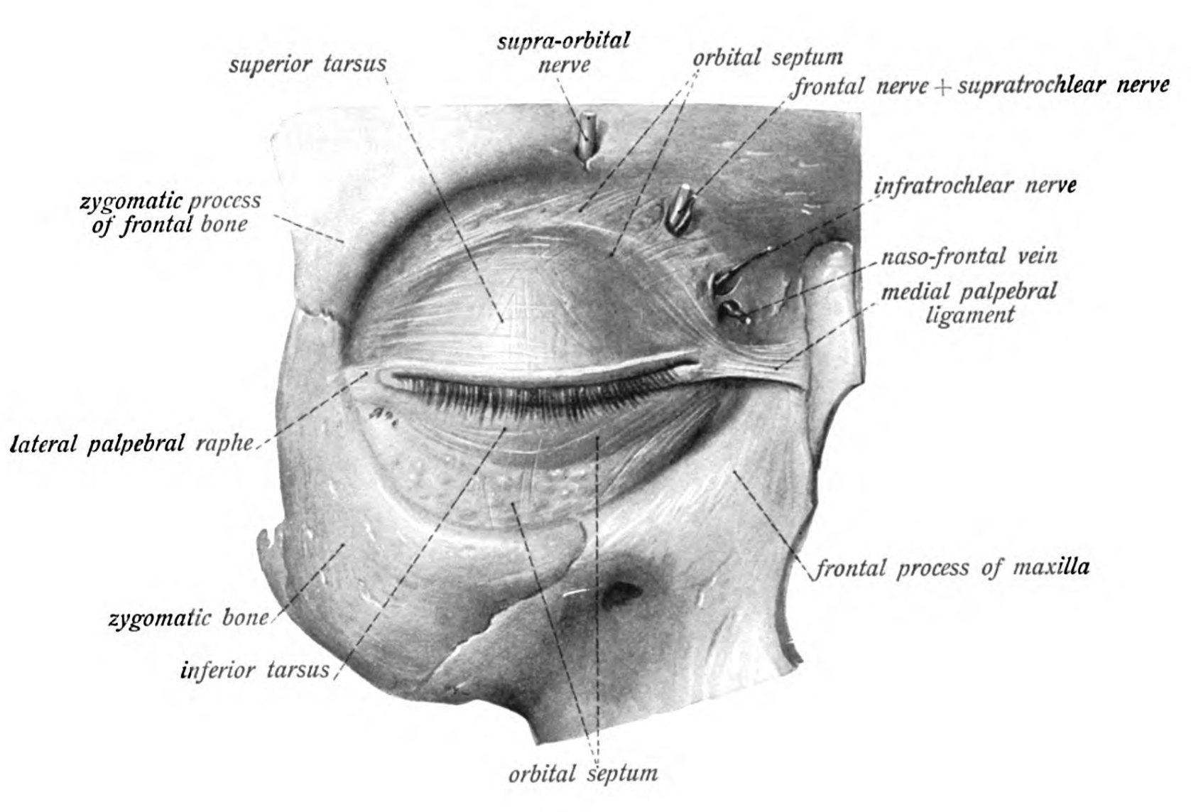 Principles of the Eyelid - PREP Duke Elder